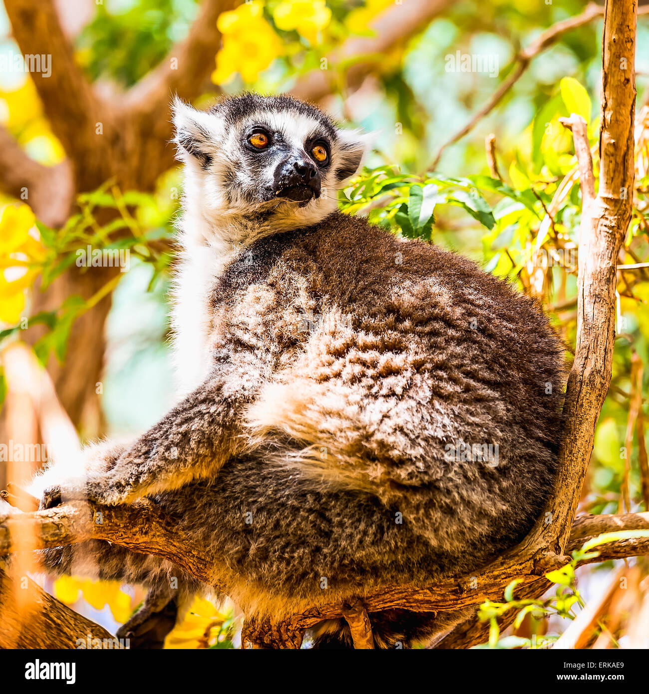 Lemur sitting on tree branches Stock Photo - Alamy