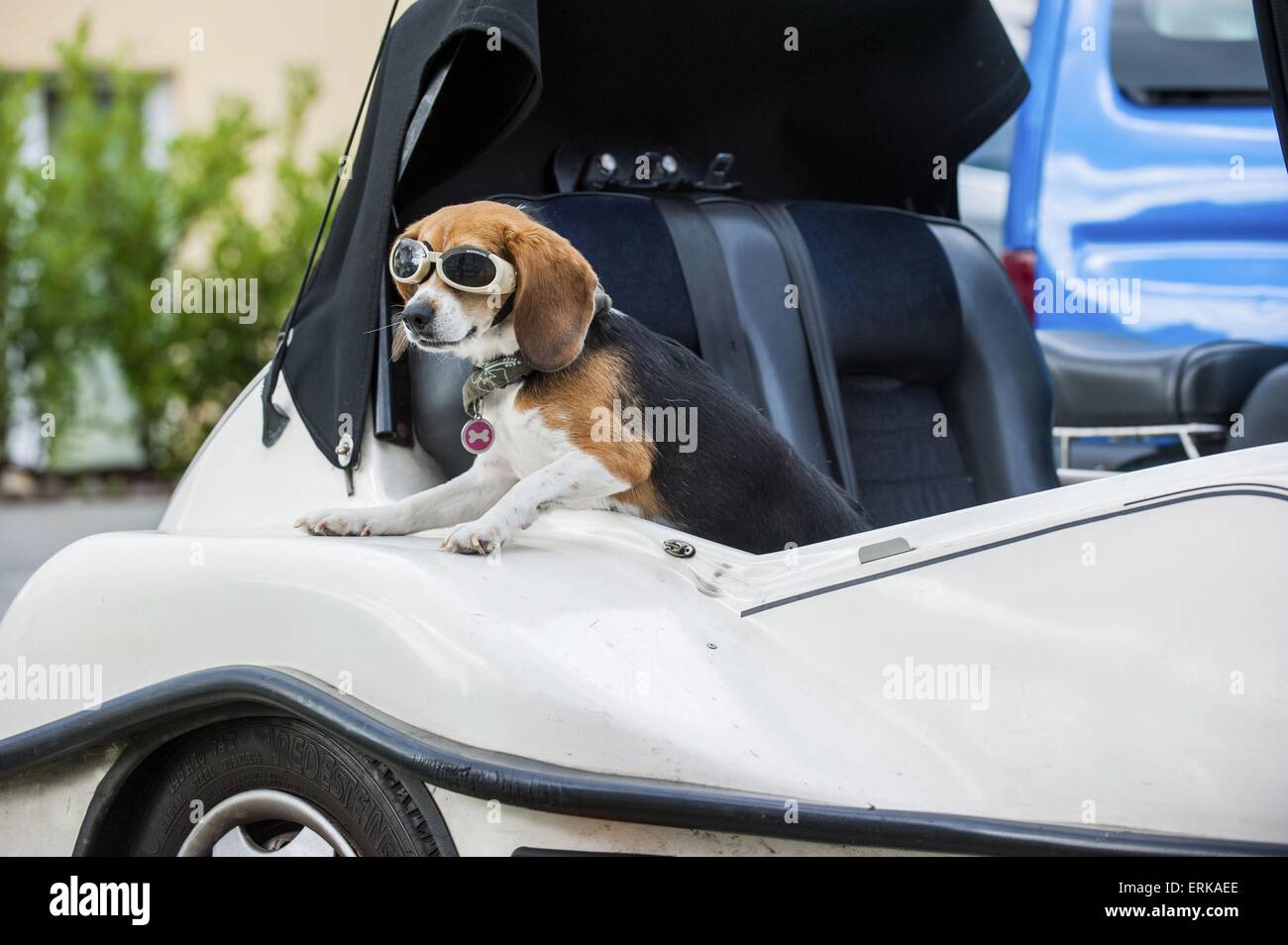Beagle in car Stock Photo - Alamy