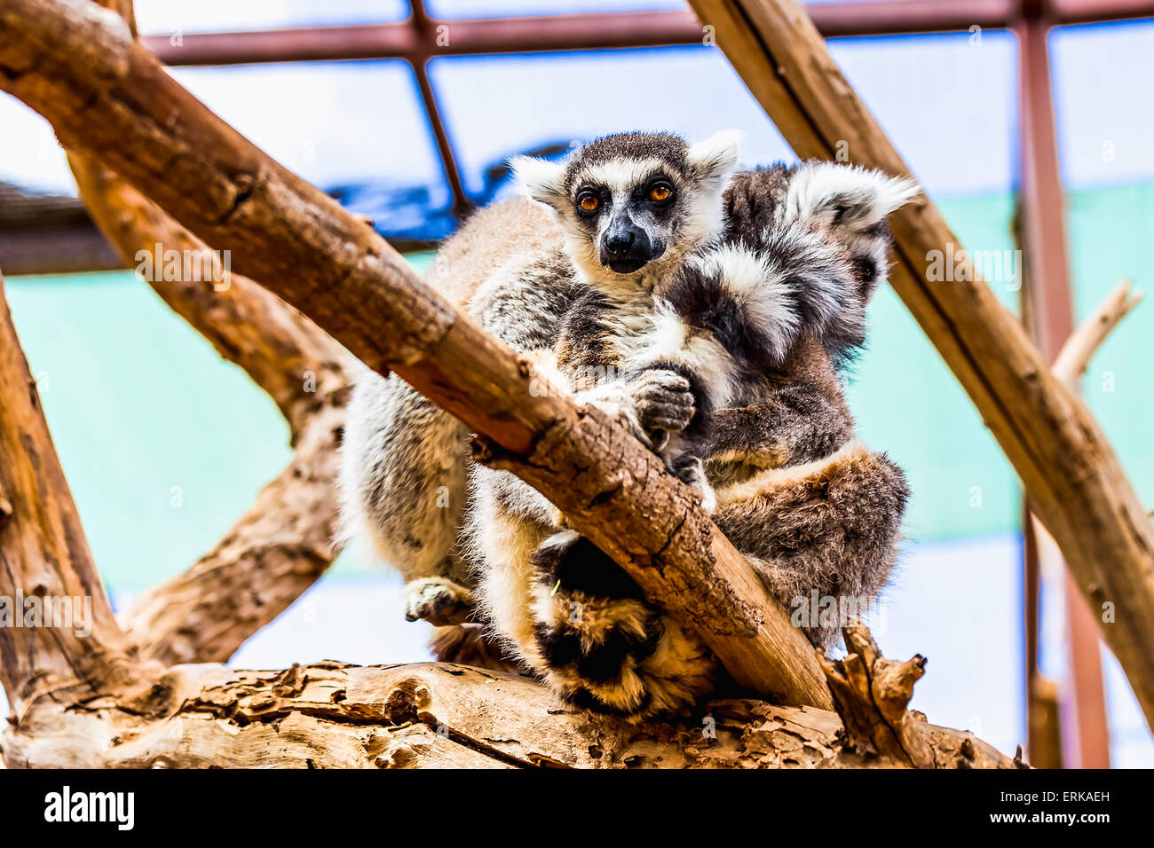 Lemurs on branch hi-res stock photography and images - Alamy