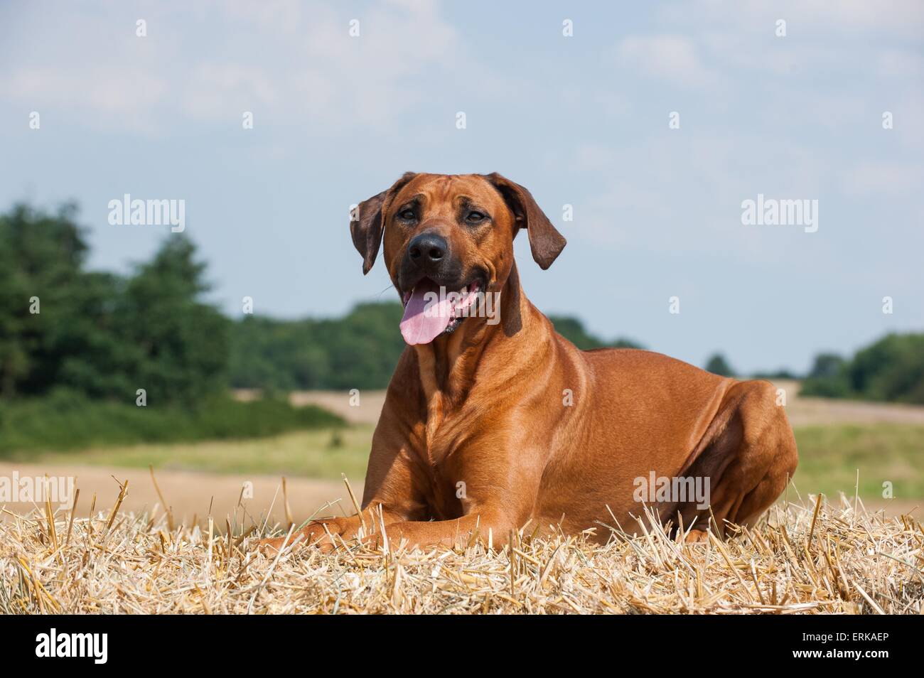lying Rhodesian Ridgeback Stock Photo - Alamy