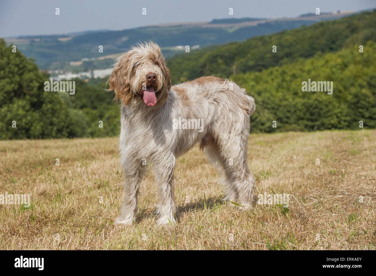 Spinone Italiano