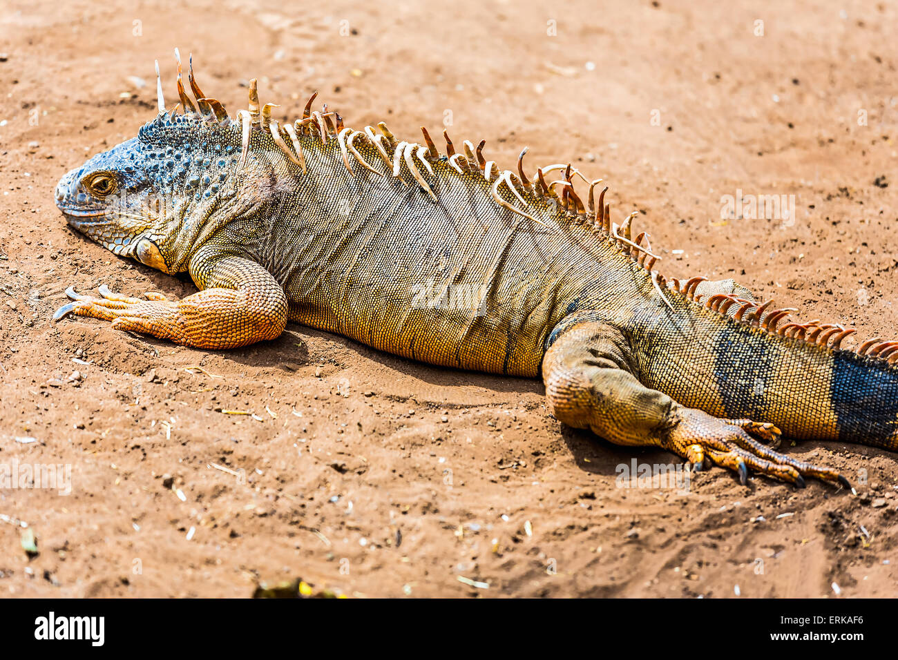 Iguana or lizard on yellow sand in desert Stock Photo - Alamy
