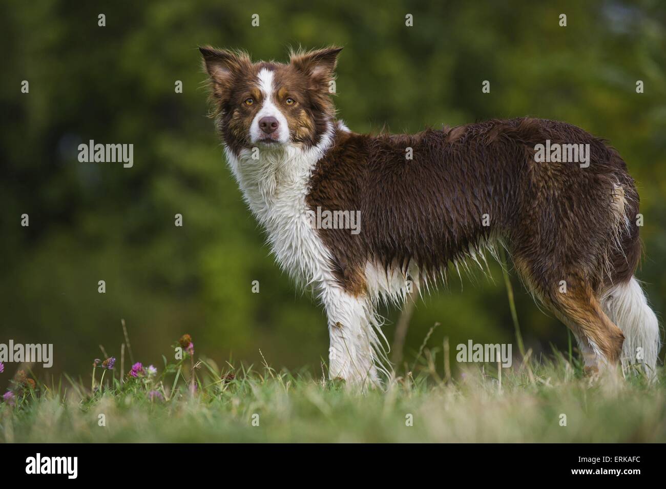 Red tricolor border collie hi-res stock photography and images - Alamy