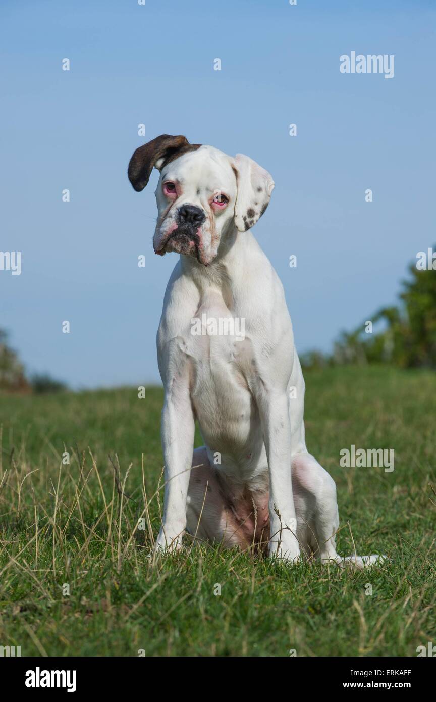 sitting German Boxer Stock Photo - Alamy