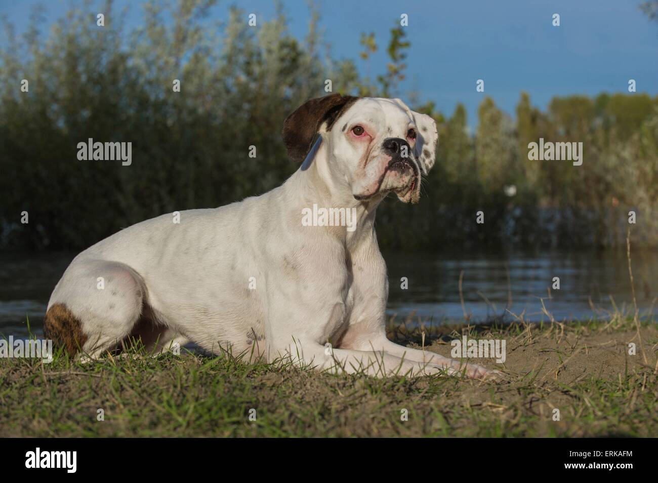 lying German Boxer Stock Photo - Alamy