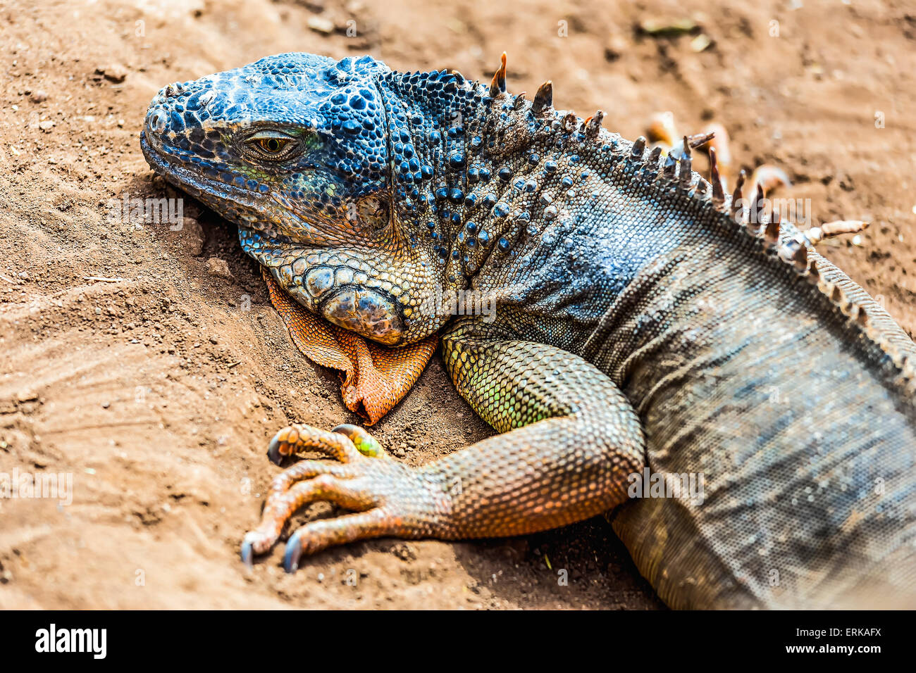 Iguana or lizard on yellow sand in desert Stock Photo - Alamy