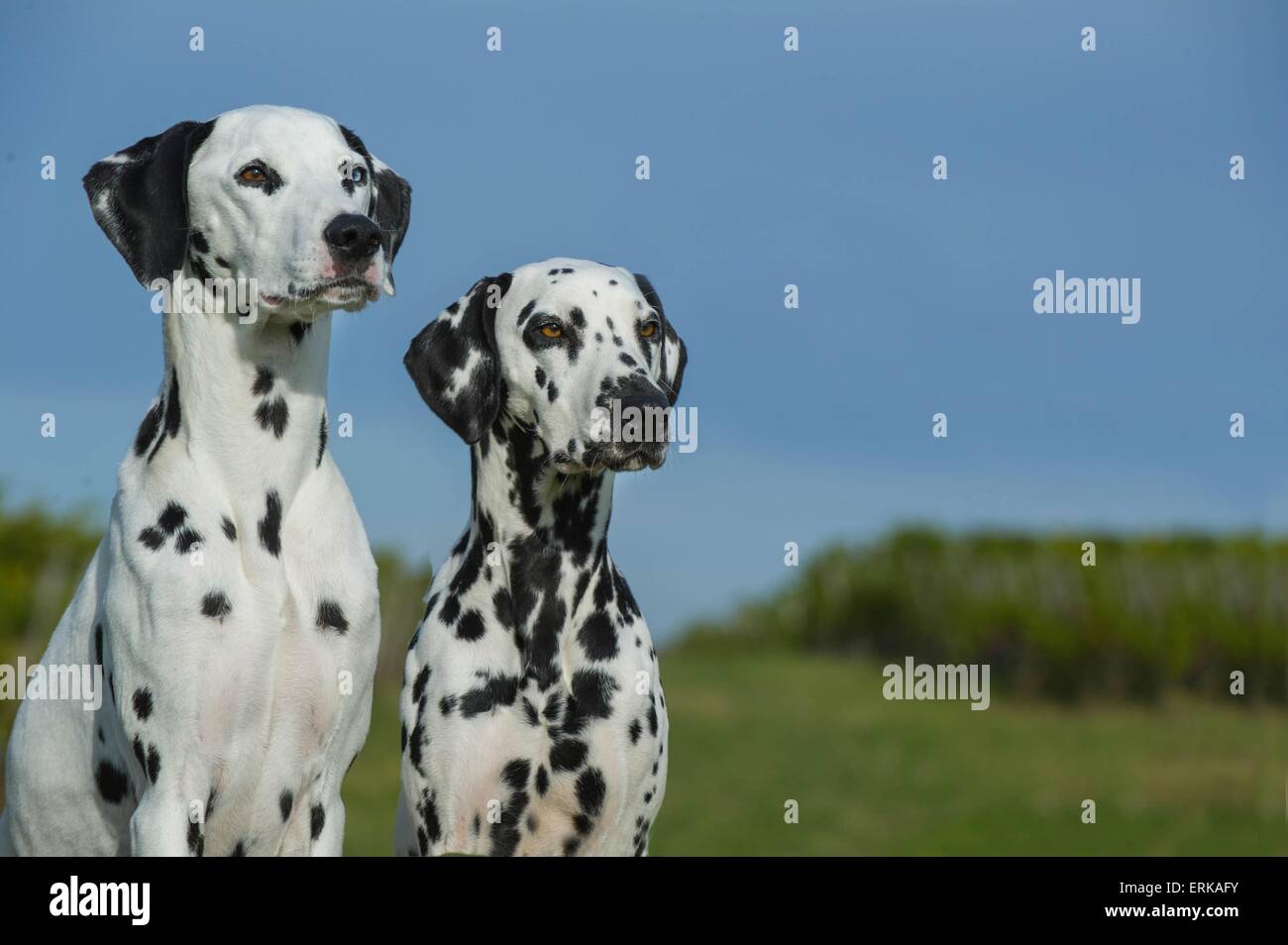 Two dalmatians hi-res stock photography and images - Alamy