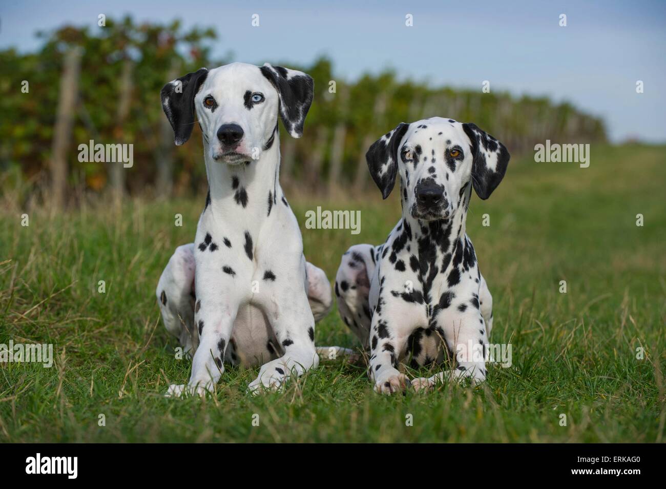 Dalmatian adult dog lying grass hi-res stock photography and images - Alamy