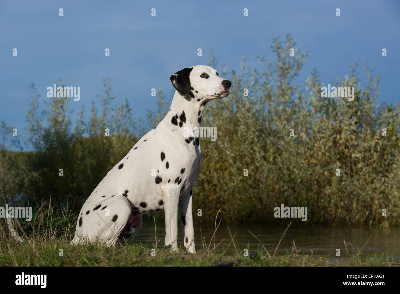 Spotty black and white dalmatian sitting hi-res stock photography and ...