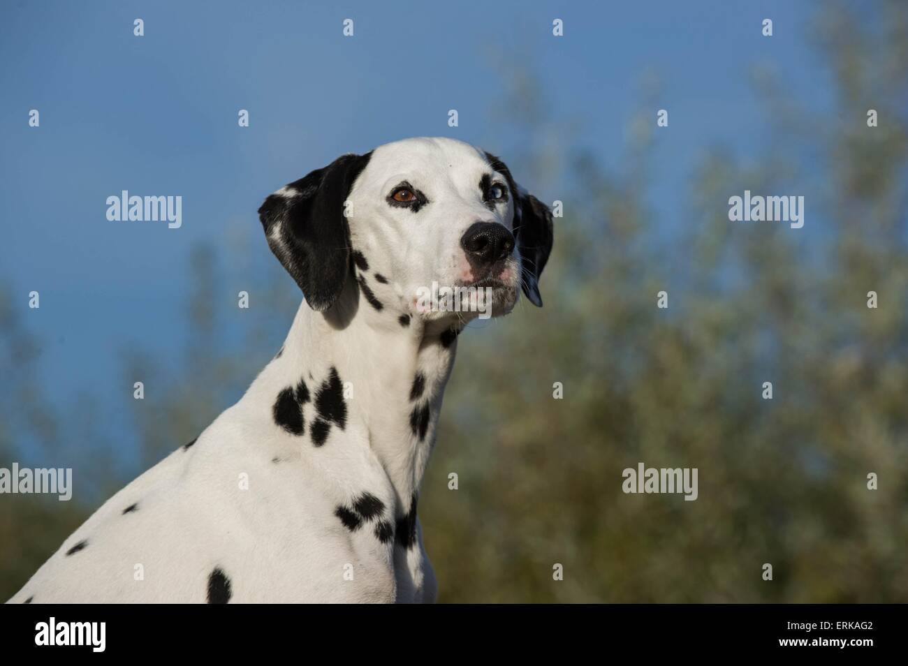 Portrait dog dalmatian side view hi-res stock photography and images ...
