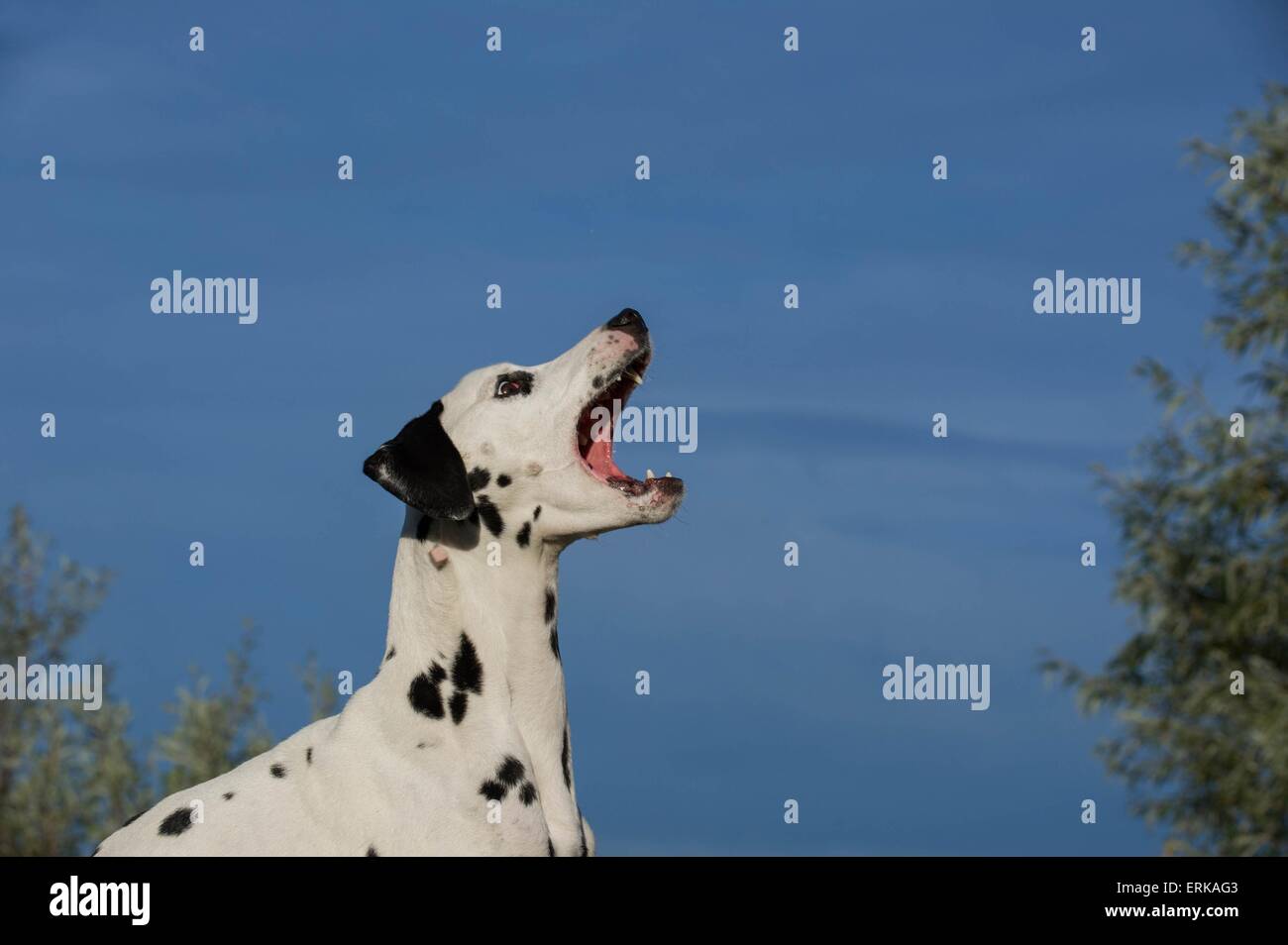 Dalmatian dog and barking hi-res stock photography and images - Alamy