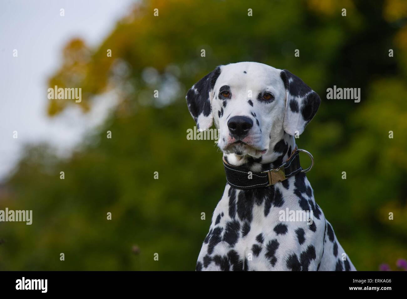 Dalmatian Spots High Resolution Stock Photography and Images - Alamy