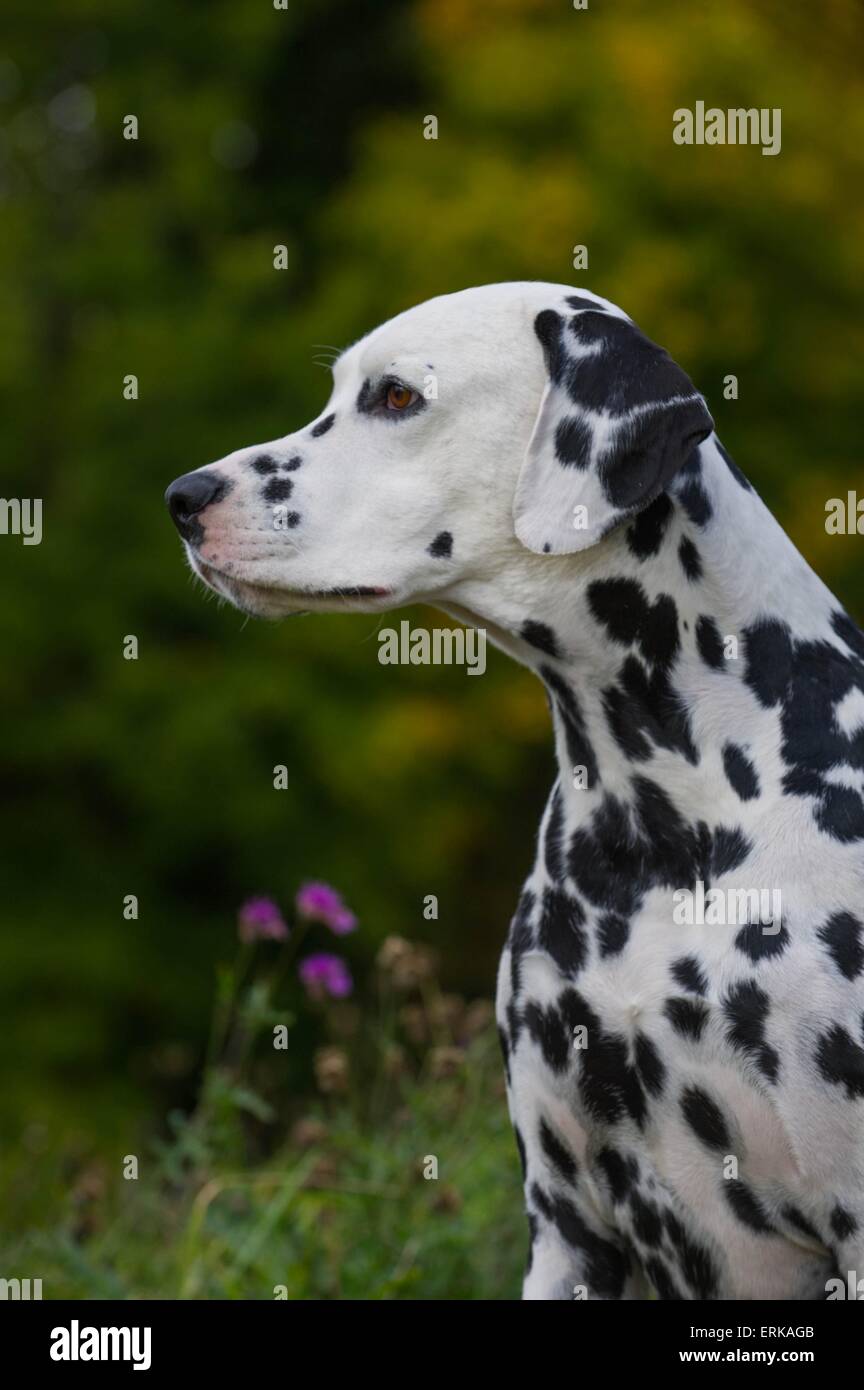 Portrait dog dalmatian side view hi-res stock photography and images ...