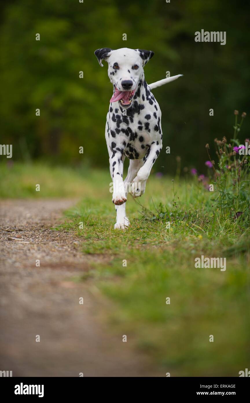Dalmatians gallop hi-res stock photography and images - Alamy