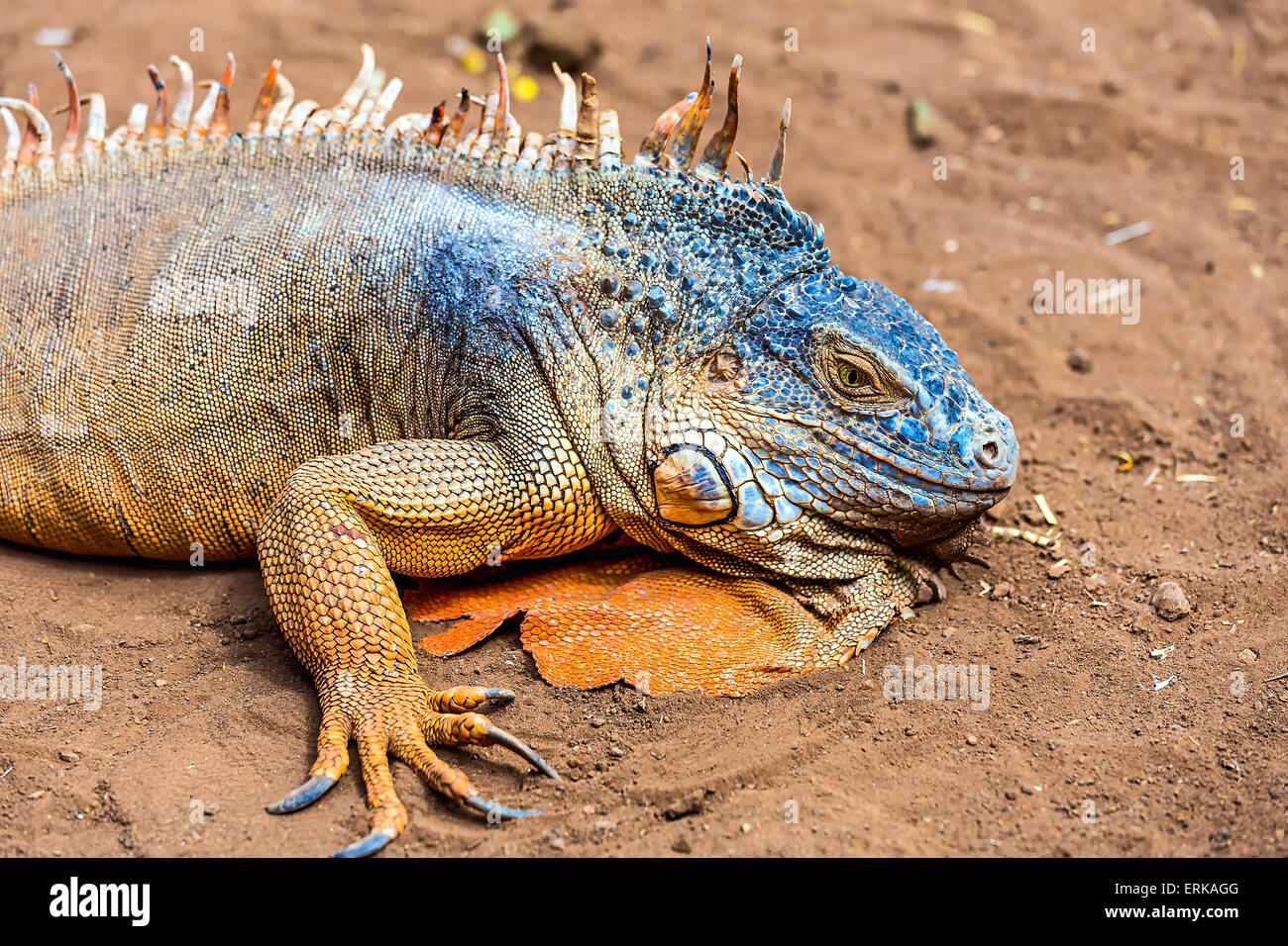 Guana lizard in nature iguana hi-res stock photography and images - Alamy
