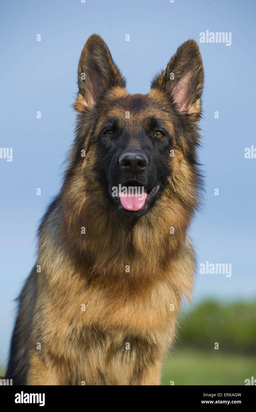 German Shepherd portrait Stock Photo - Alamy