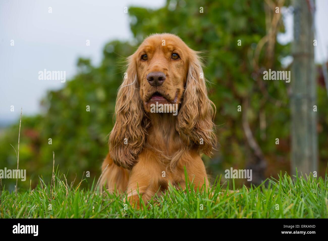 lying English Cocker Spaniel Stock Photo - Alamy