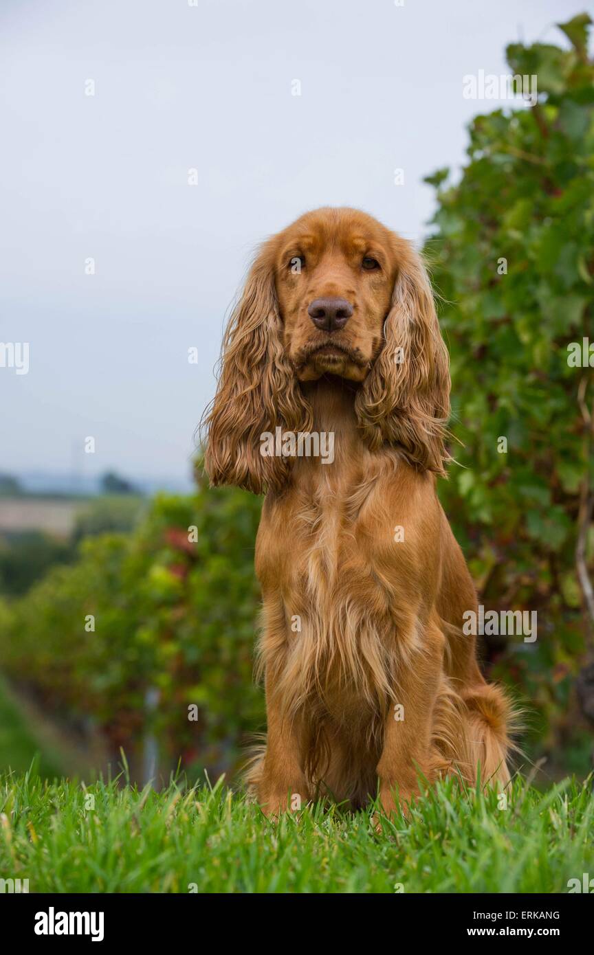 sitting English Cocker Spaniel Stock Photo - Alamy