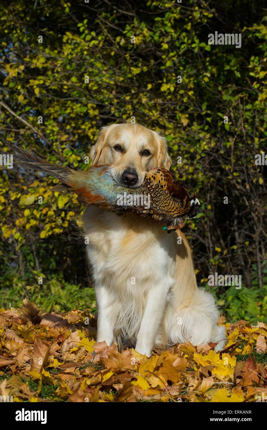 retrieving Golden Retriever Stock Photo - Alamy