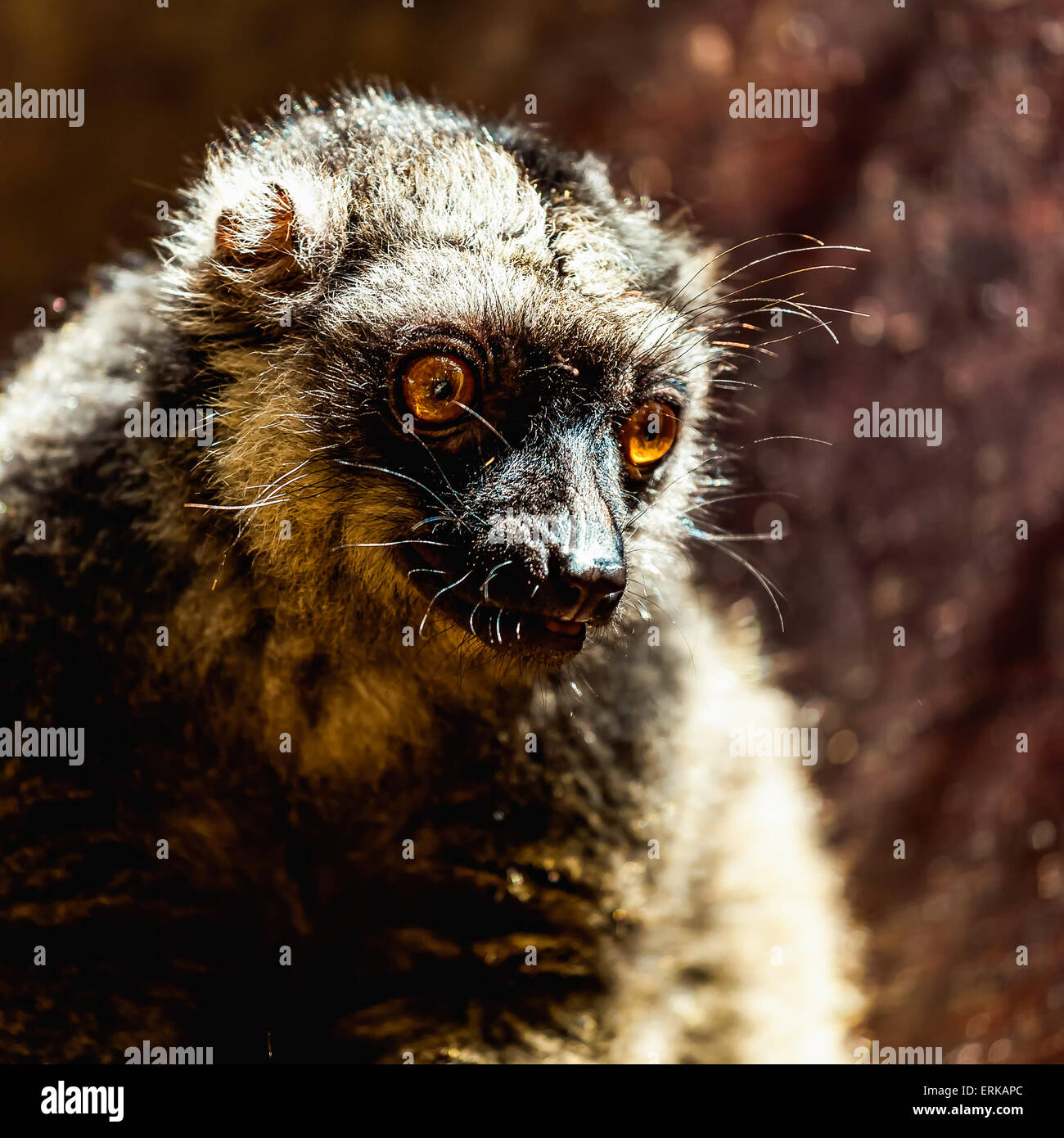 Closeup portrait of red-bellied lemur sitting on wood board in zoo ...