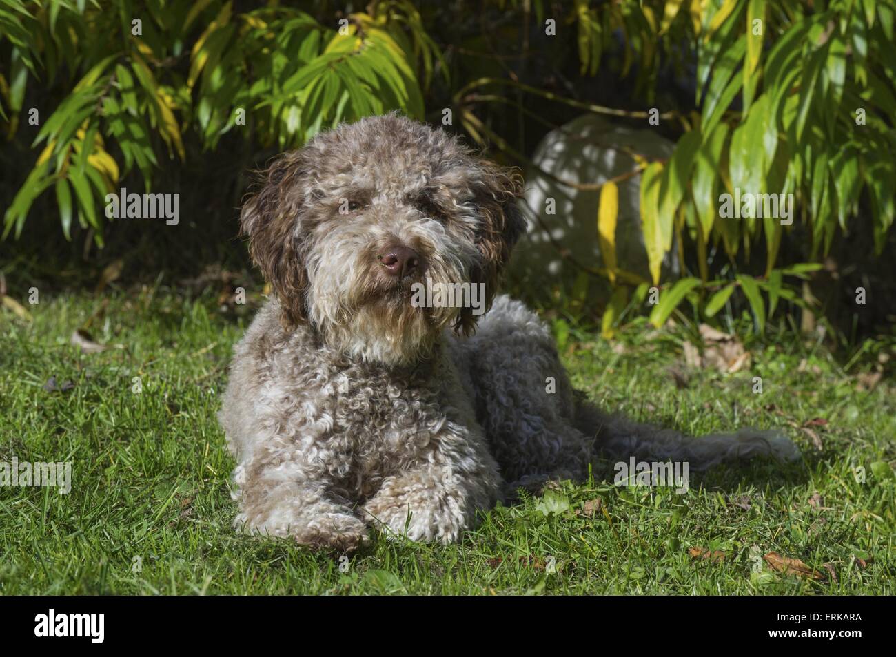 lying Lagotto Romagnolo Stock Photo - Alamy