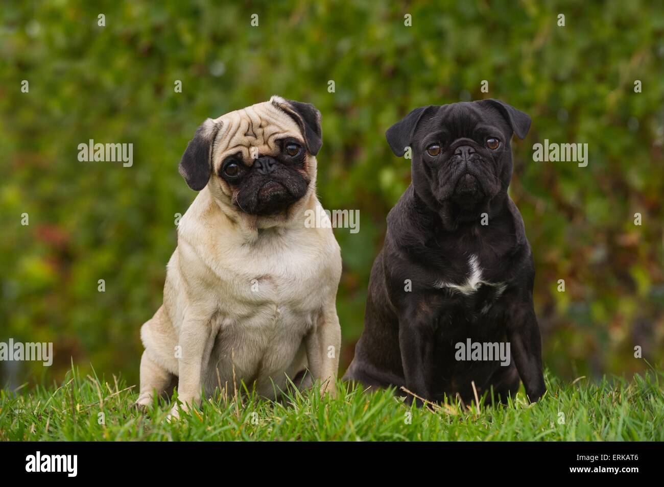 Two pugs hi-res stock photography and images - Alamy
