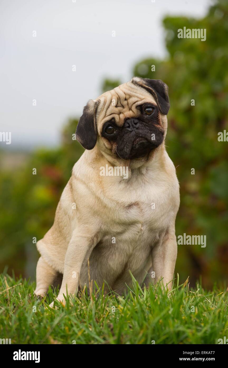 Pedigree Pug High Resolution Stock Photography and Images - Alamy