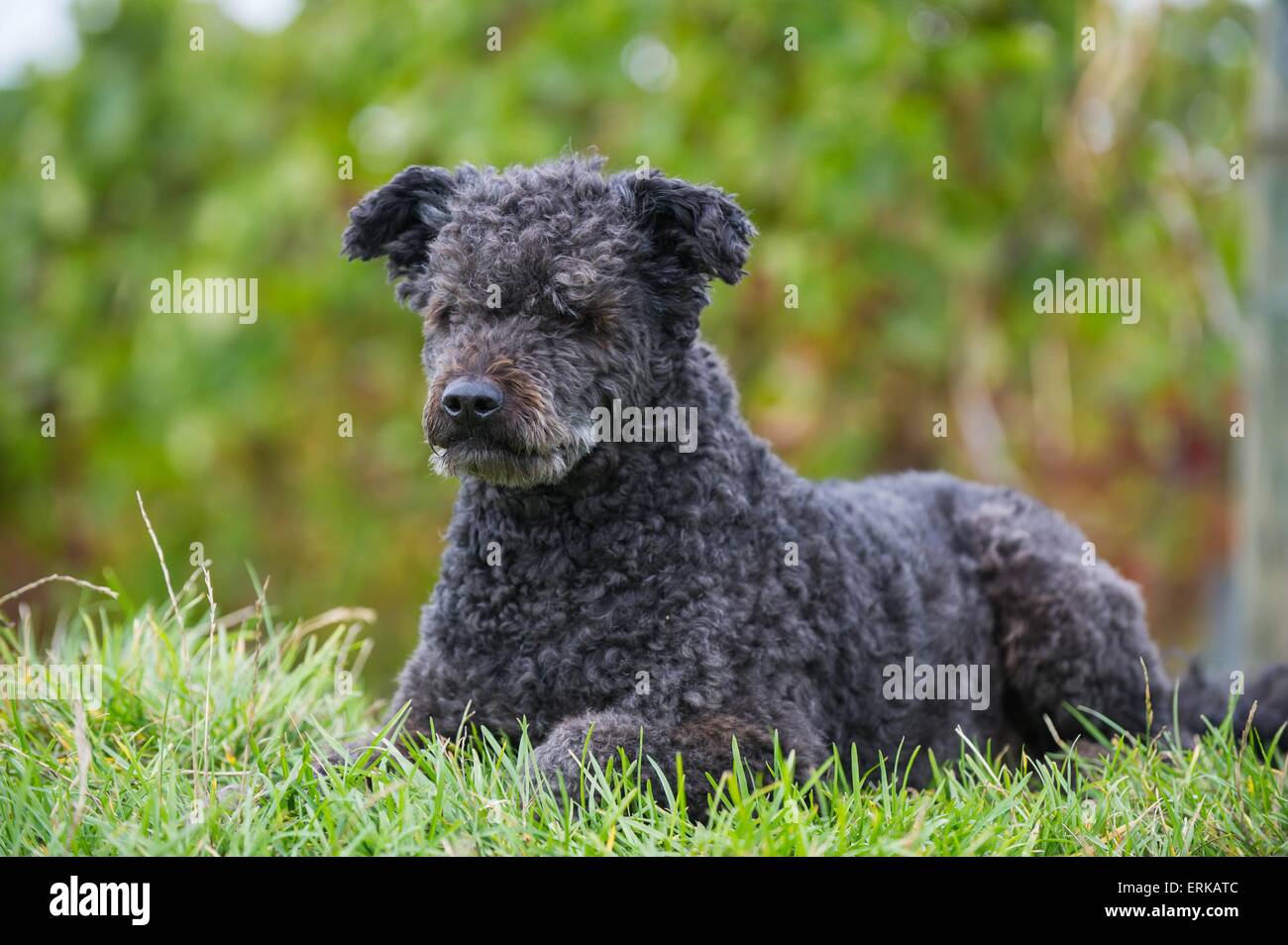 Pumi breed hi-res stock photography and images - Alamy