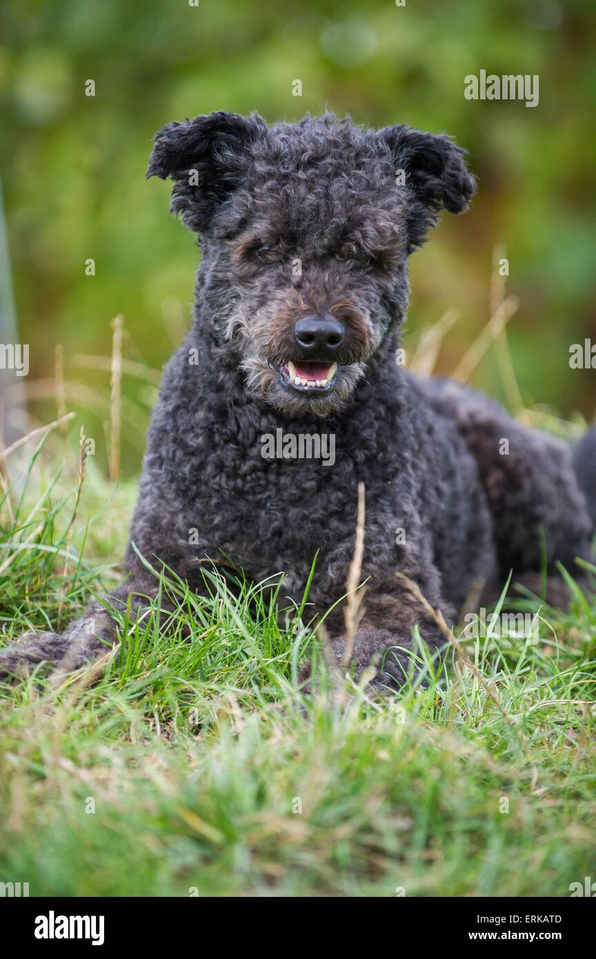 Pumi breed hi-res stock photography and images - Alamy
