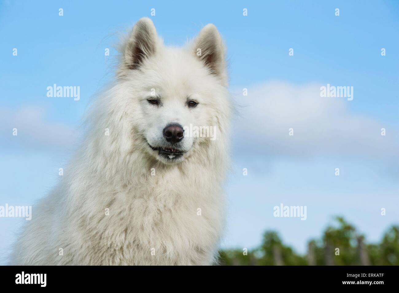 Samoyed head hi-res stock photography and images - Alamy