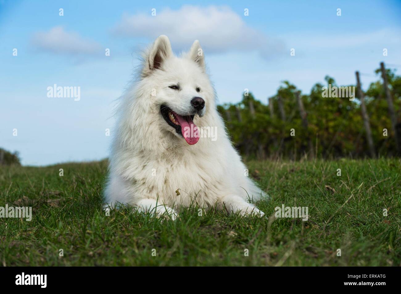 Nature of samoyeds hi-res stock photography and images - Alamy
