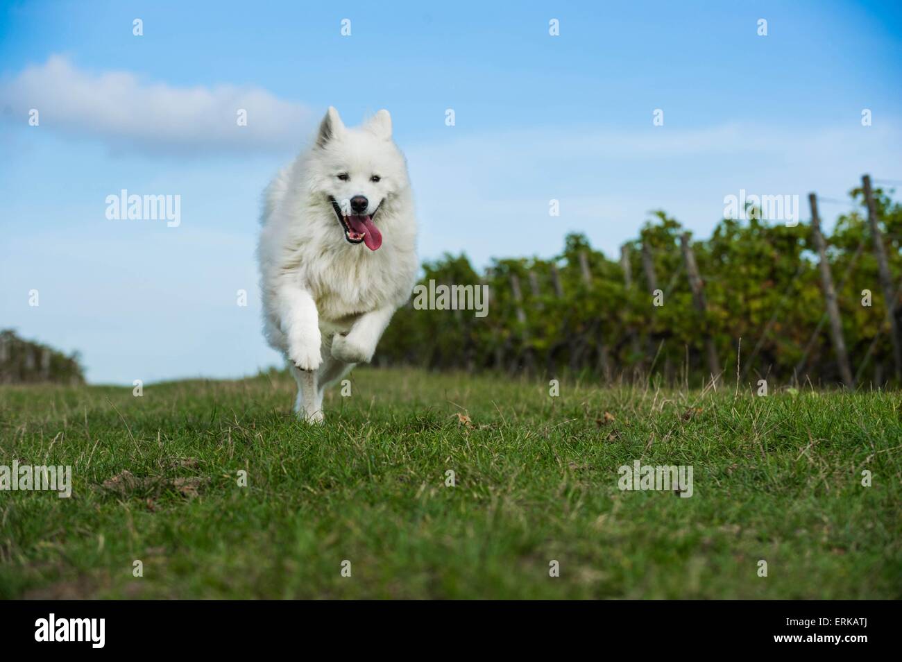 Samoyed running hi-res stock photography and images - Alamy