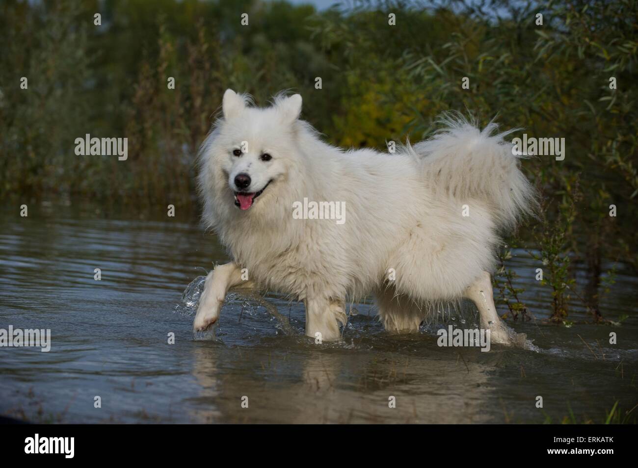 Samoyeds running hi-res stock photography and images - Alamy