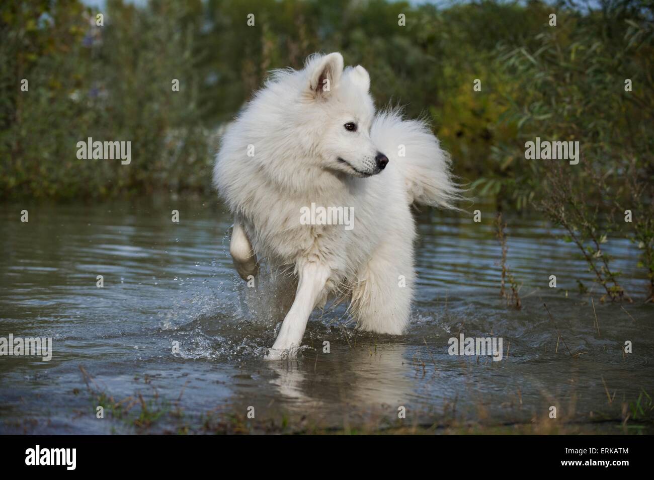 Samoyed running hi-res stock photography and images - Alamy