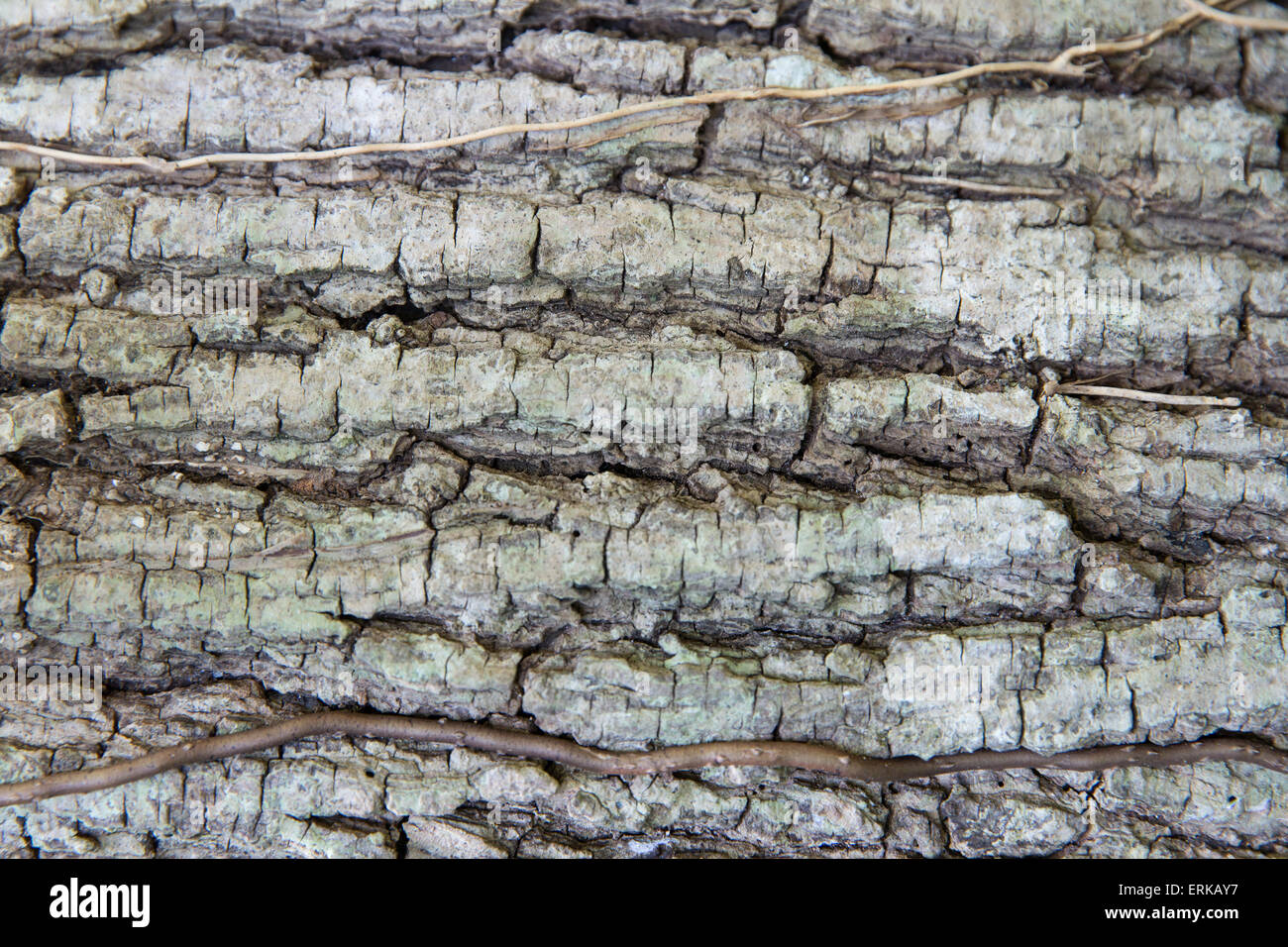tree trunk bark texture Stock Photo - Alamy