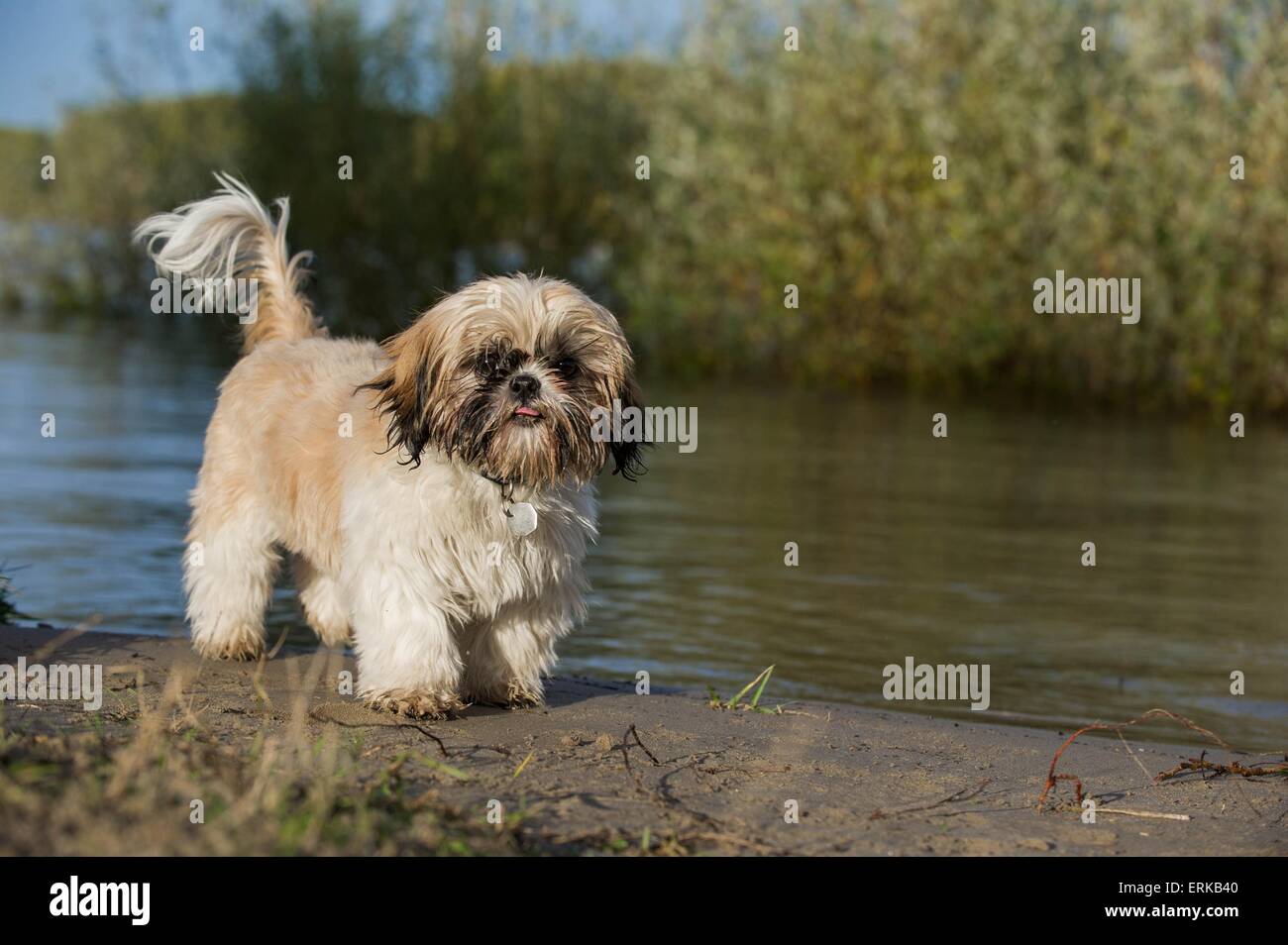 Shih Tzu Stock Photos & Shih Tzu Stock Images - Alamy