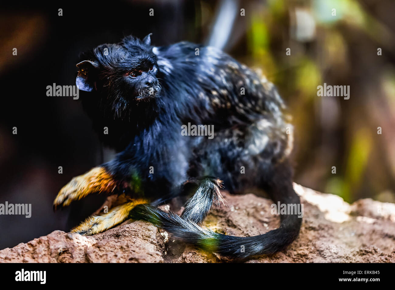 Black monkey red handed tamarin sitting on stone in zoo Stock Photo - Alamy