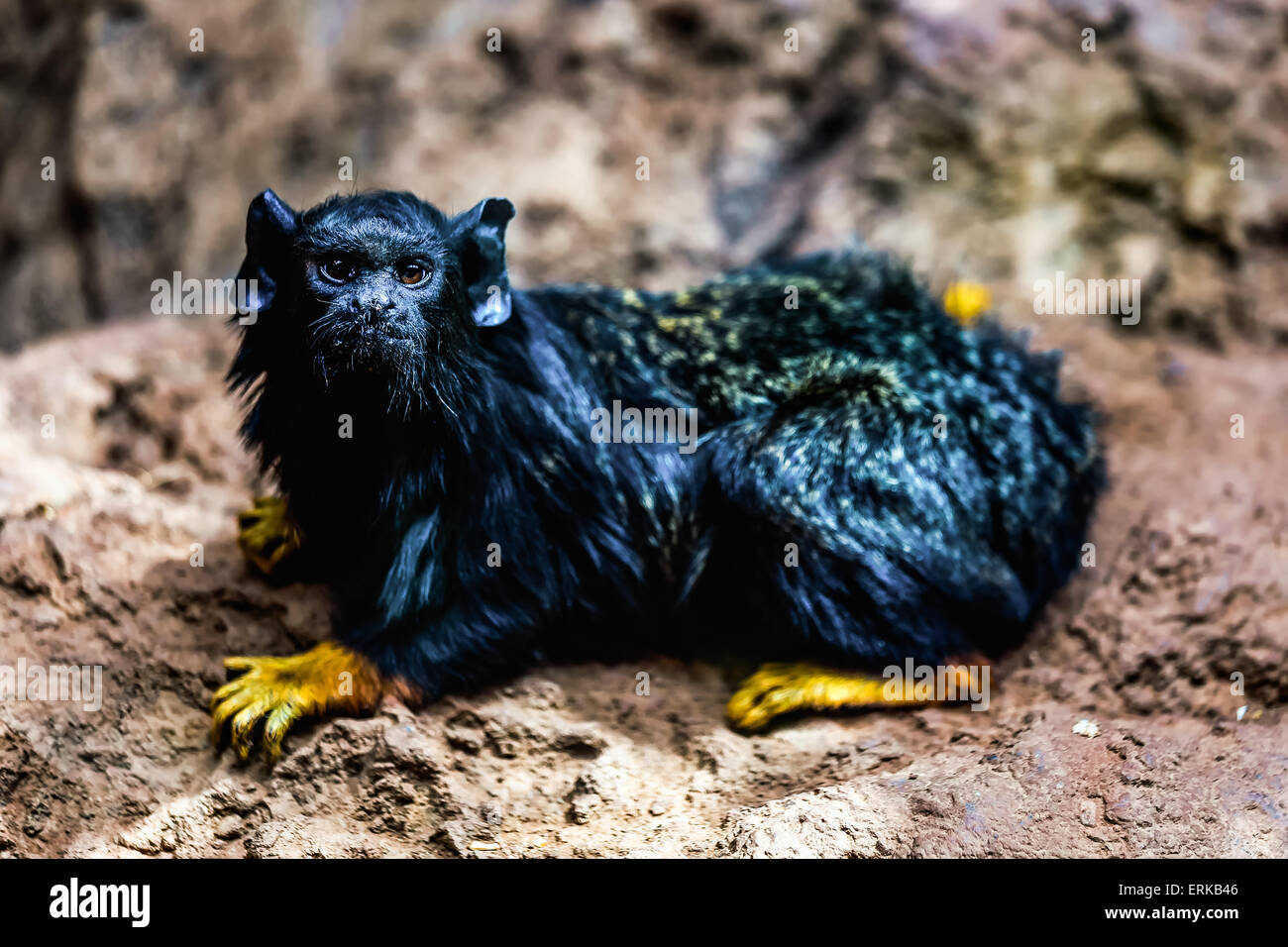 Black monkey red handed tamarin sitting on stone Stock Photo - Alamy