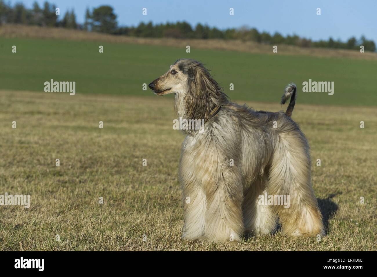 Afghan Hound Hair High Resolution Stock Photography and Images - Alamy