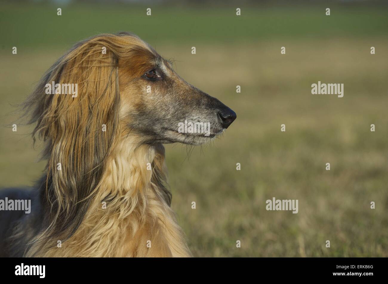 Afghan Hound Hair High Resolution Stock Photography and Images - Alamy