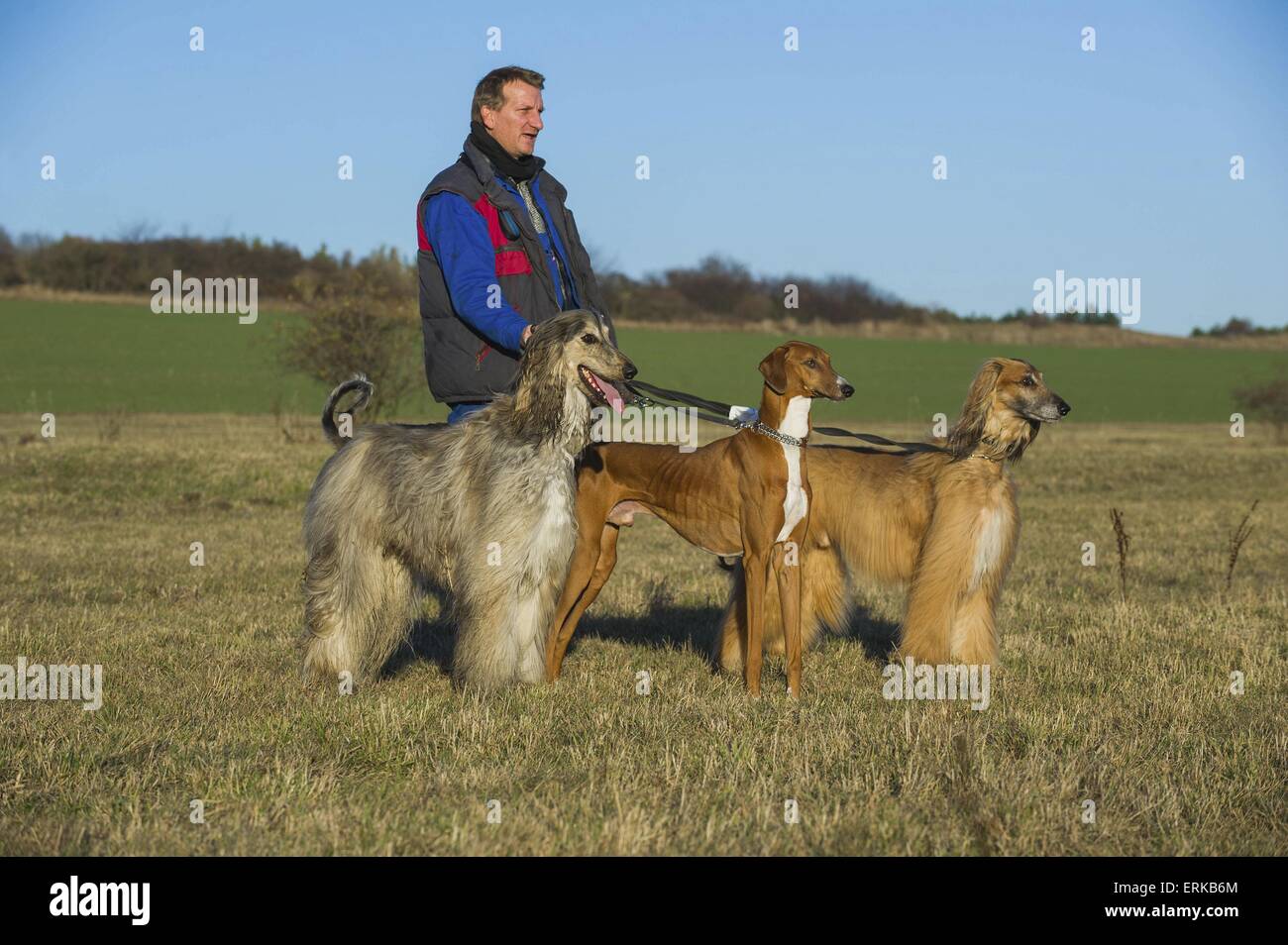 man with dogs Stock Photo - Alamy