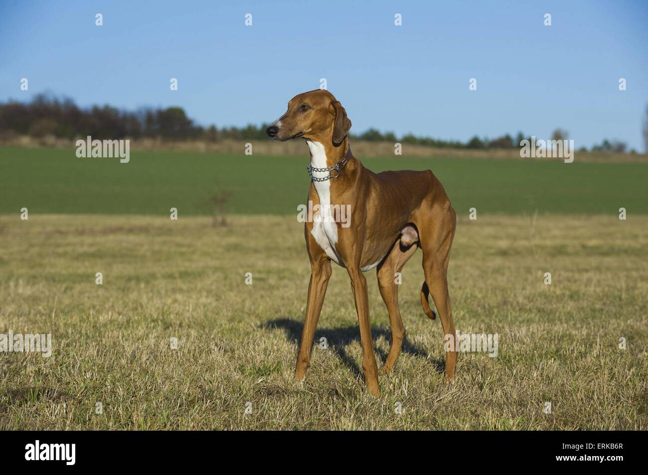 Blue sighthound hi-res stock photography and images - Alamy