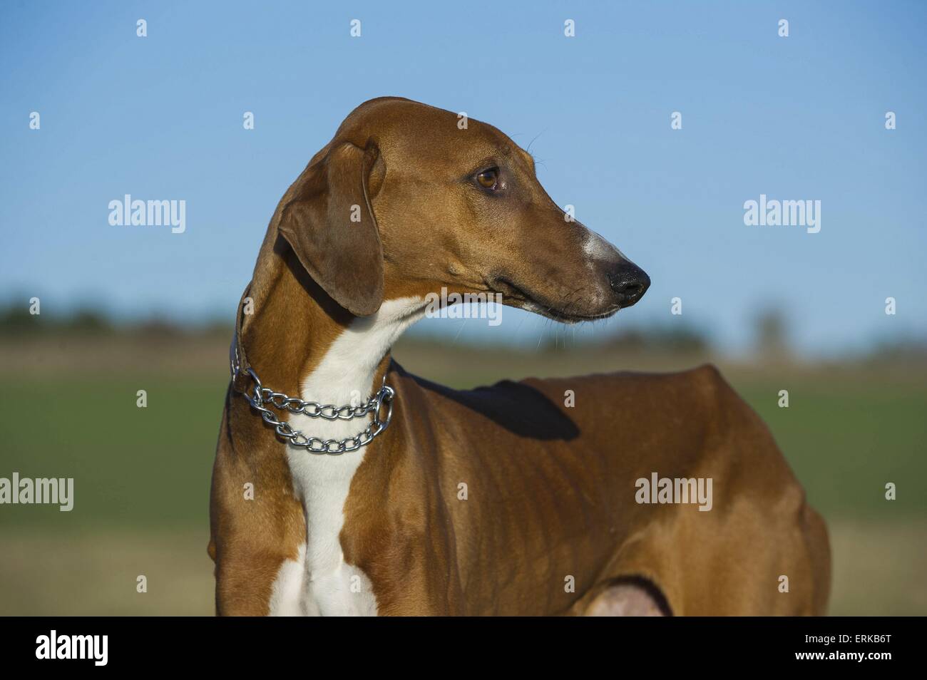 An african sighthound portrait of adult hi-res stock photography and ...
