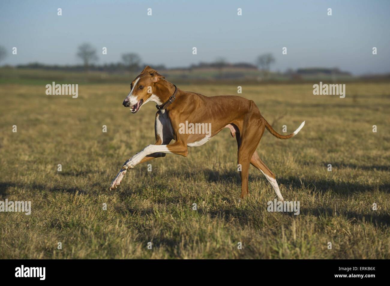 Sighthound running hi-res stock photography and images - Alamy