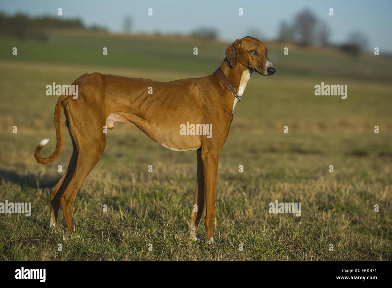 Sighthound standing hi-res stock photography and images - Alamy