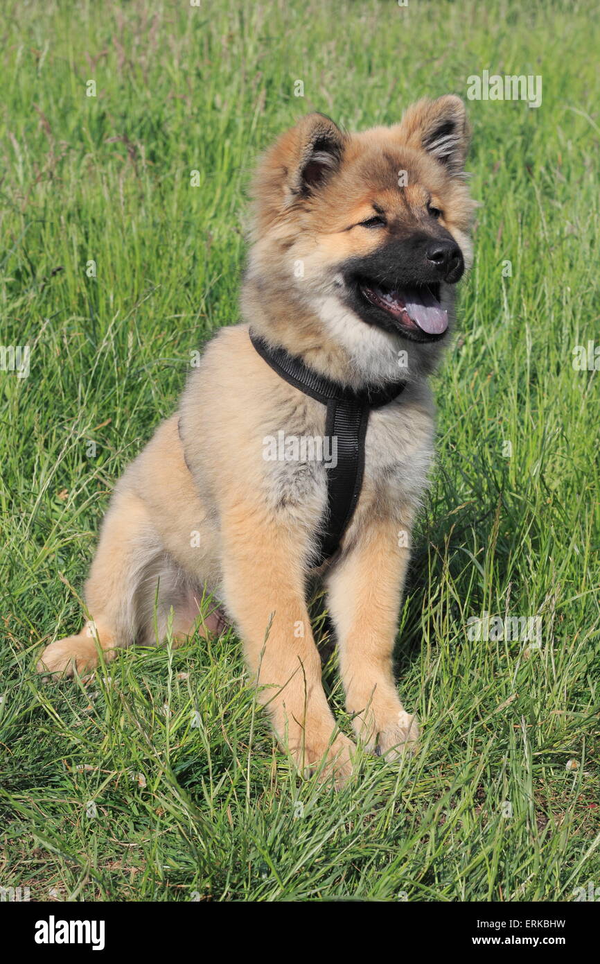 Eurasier puppy, 17 weeks, sitting in the meadow Stock Photo - Alamy