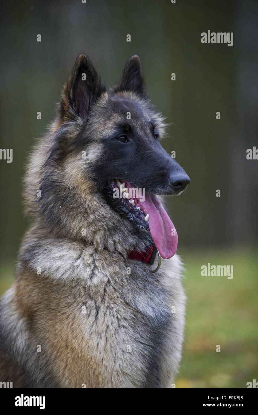 Tervurens hi-res stock photography and images - Alamy