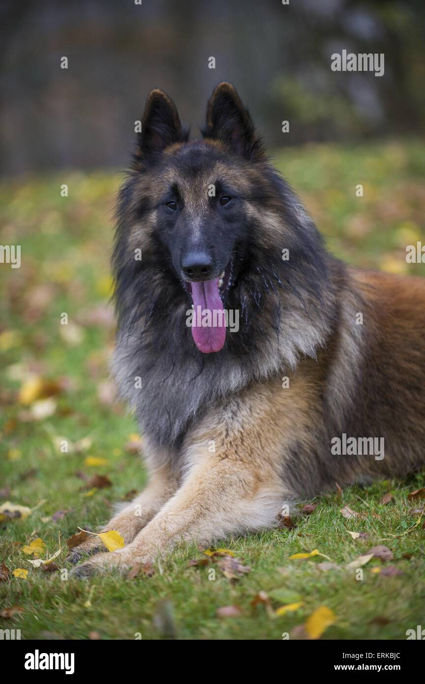 Belgian shepherd tervuren tervueren canis hi-res stock photography and ...
