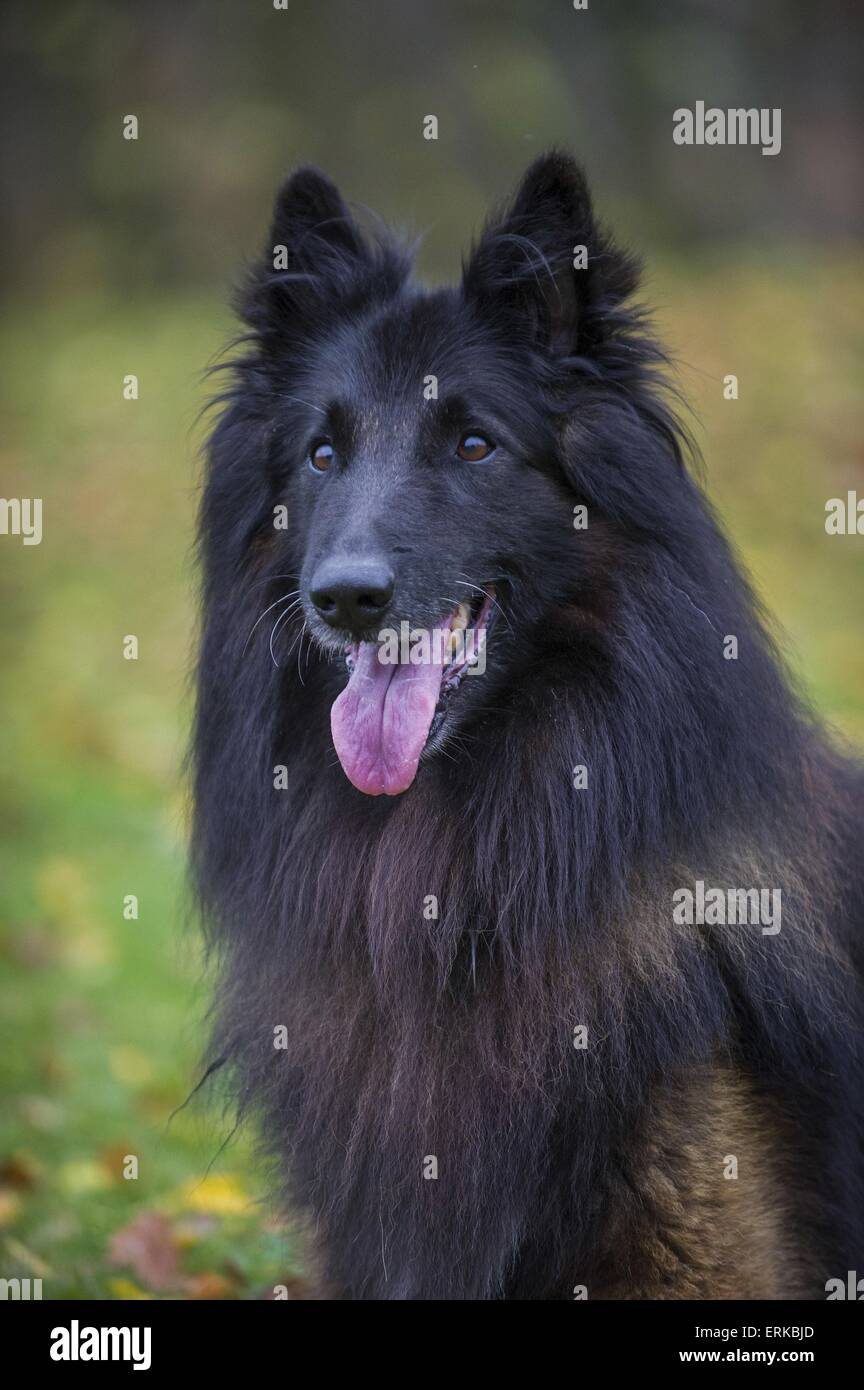 Tervurens hi-res stock photography and images - Alamy