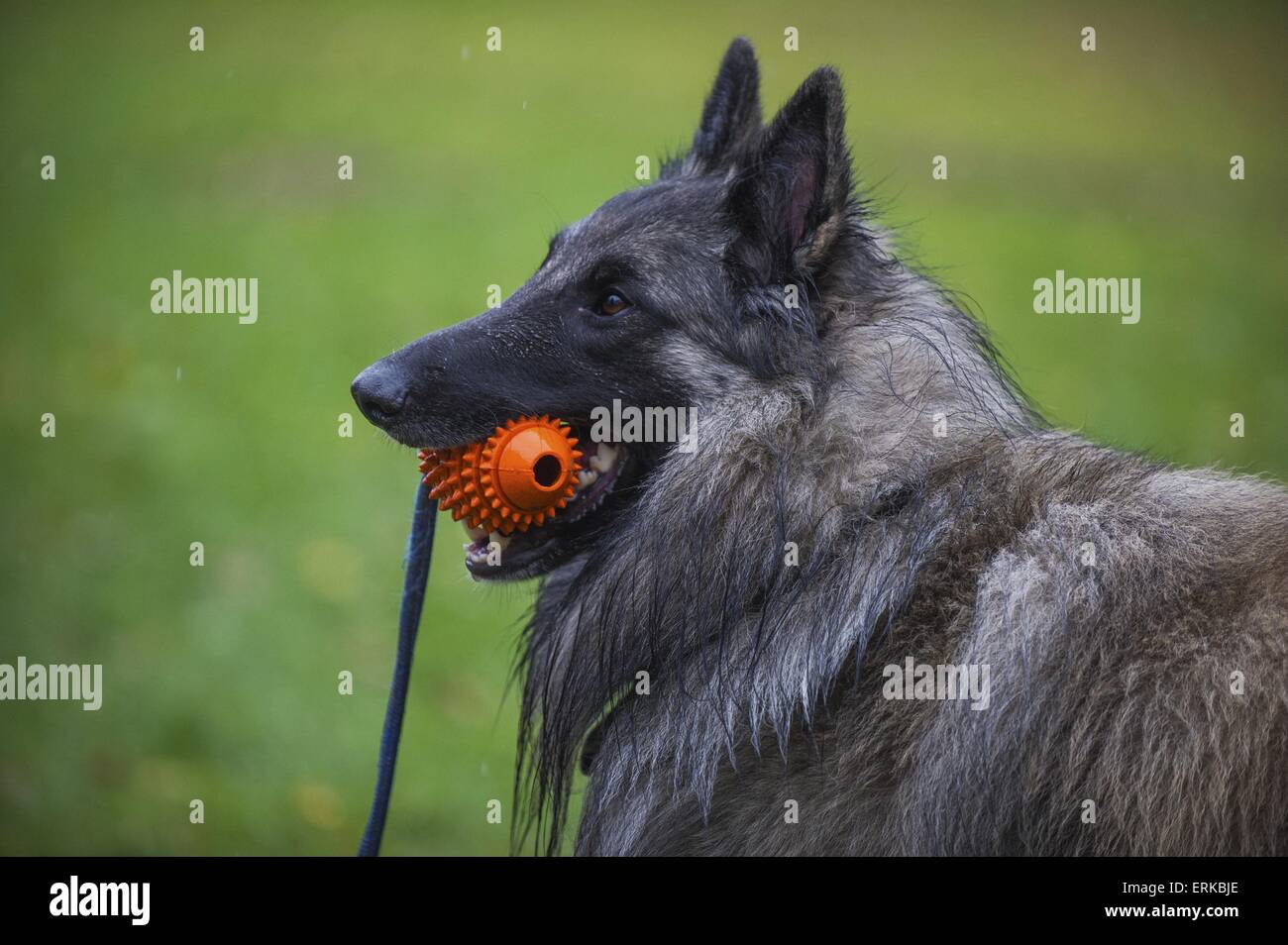 Tervurens hi-res stock photography and images - Alamy